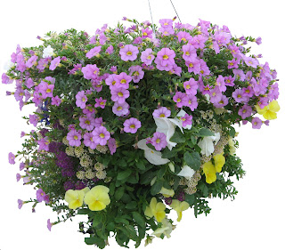 bloommaster: About Us