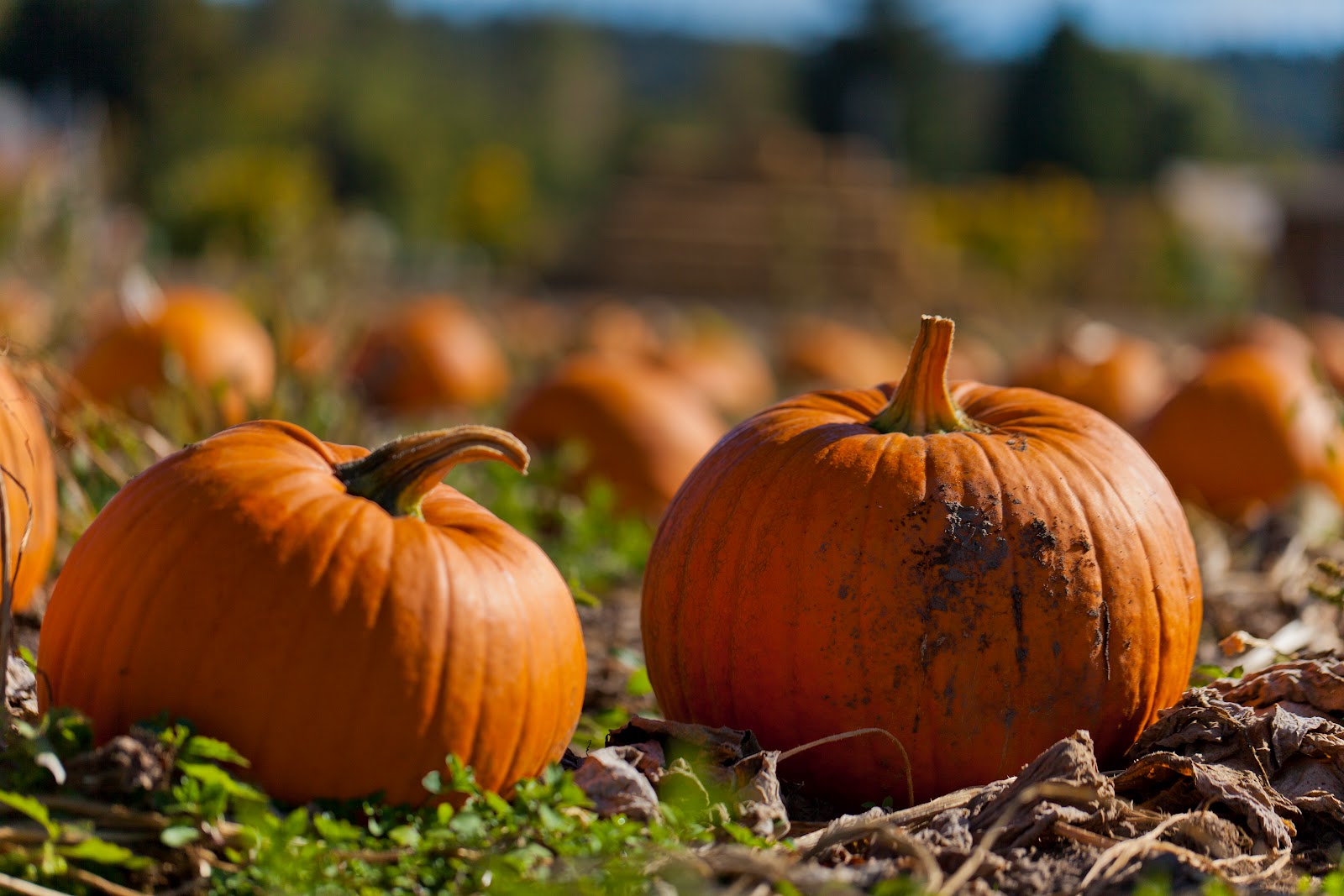 Dru Stefan Stone: October 2012 Pumpkin Patch Desktop Wallpaper # ...