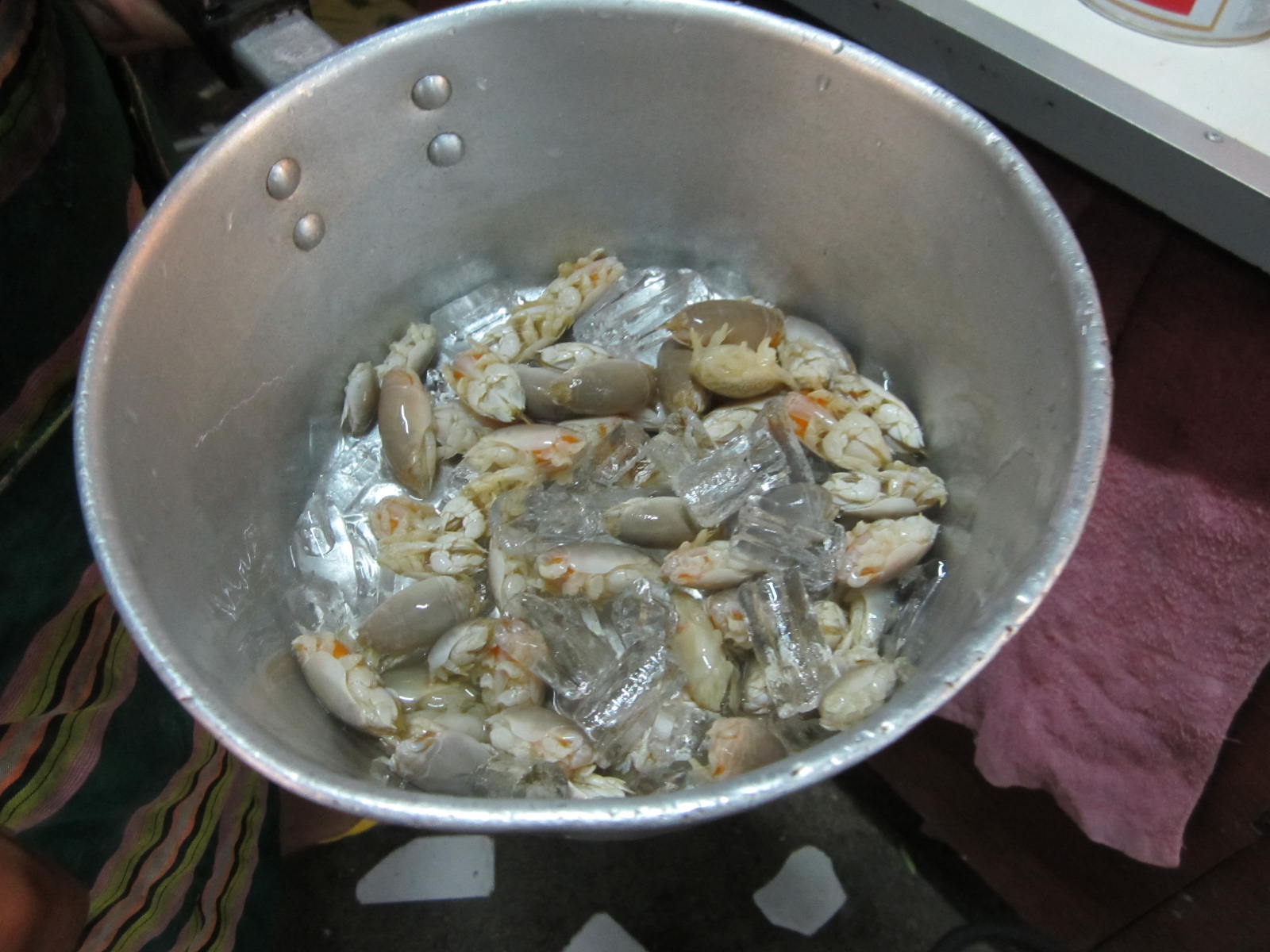 Thailand: Sea Cicadas