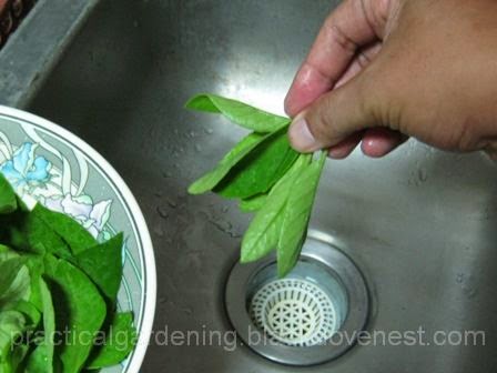 Practical Gardening: Cleaning and Storing Gynura Procumbens (Sabungai)