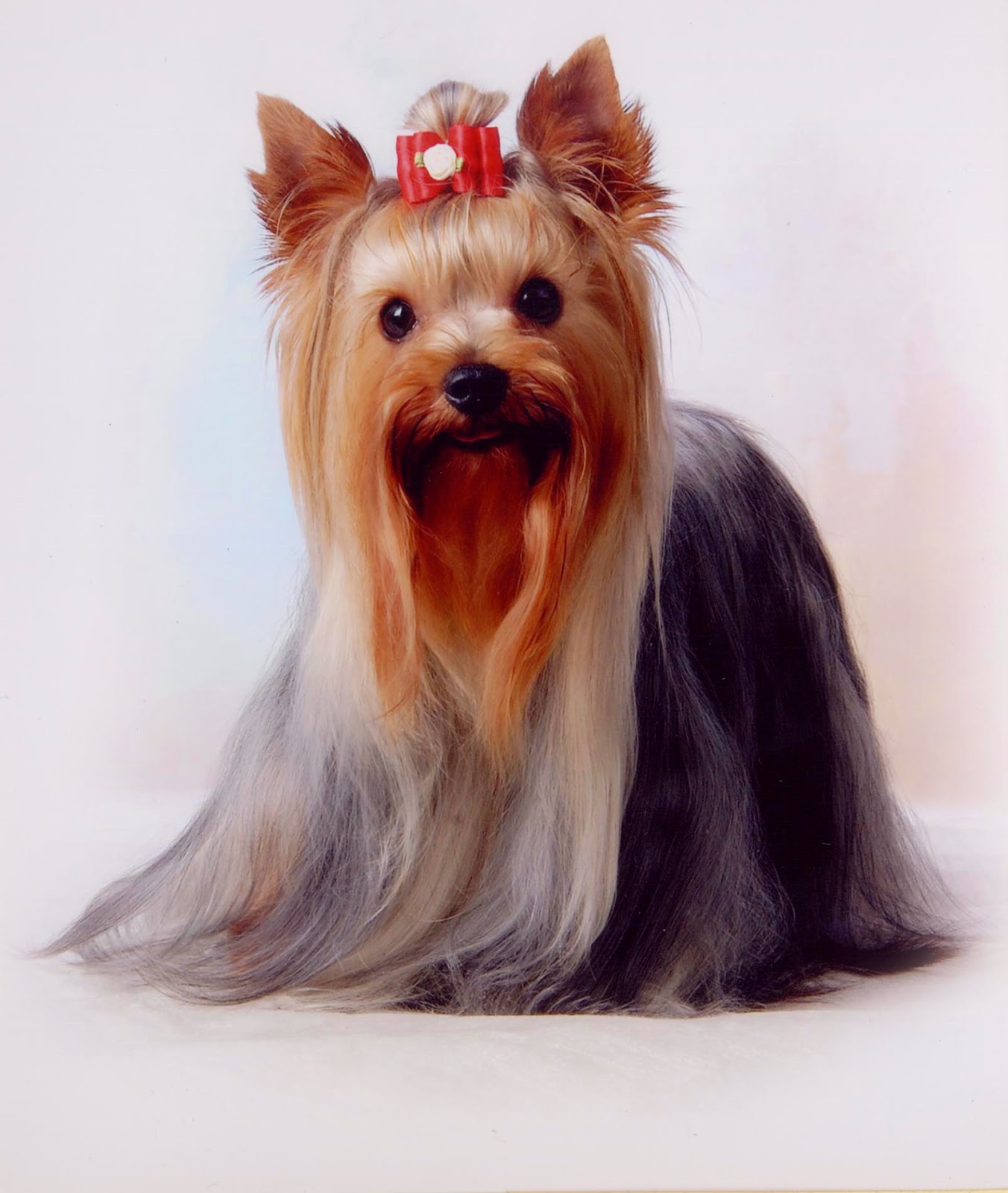 Yorkshire terrier | WIKI PERROS