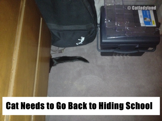 Catladyland: Cats are Funny: Cats Scores an F in Hiding