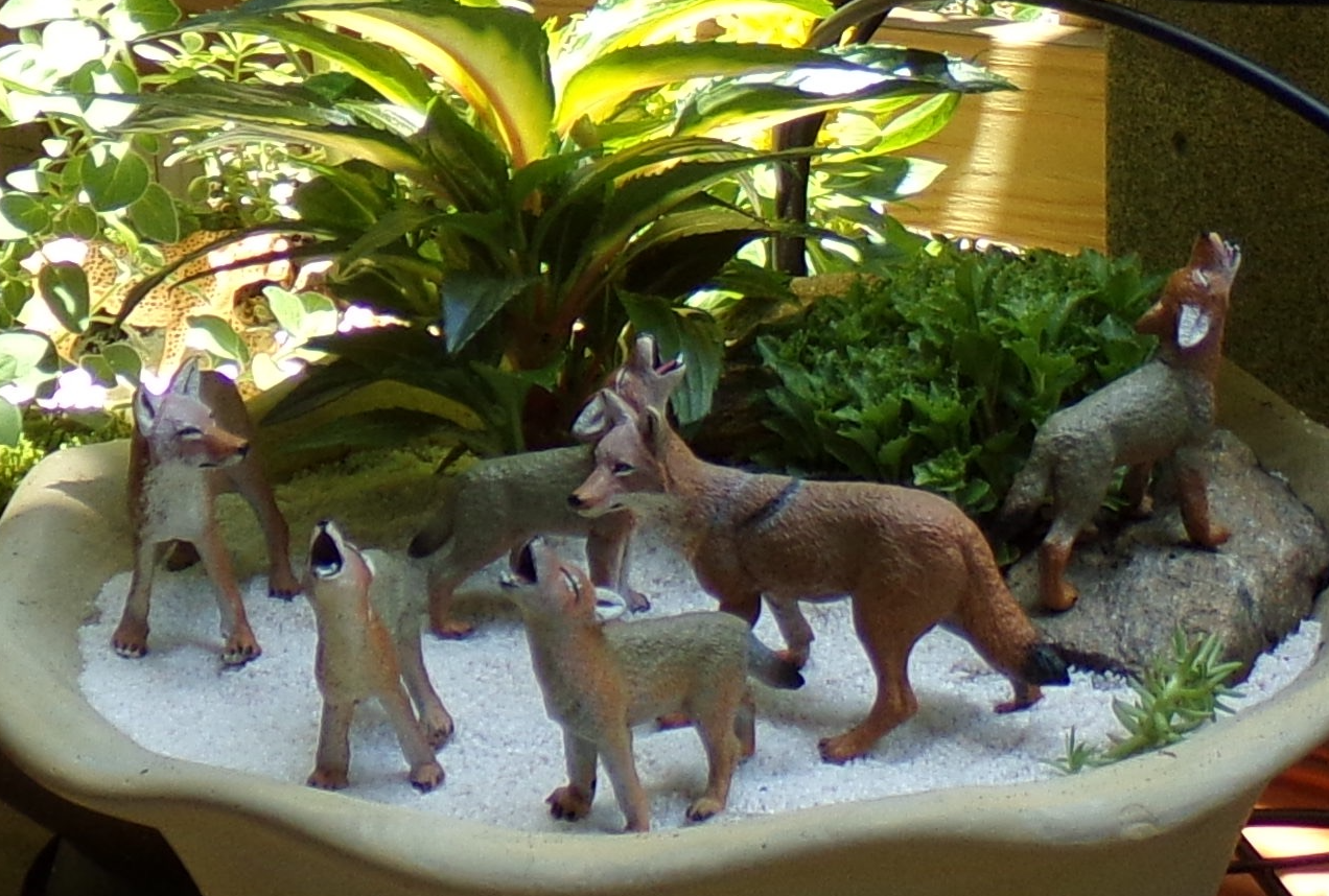 randuwa: Garden Zoo: North America, Additions