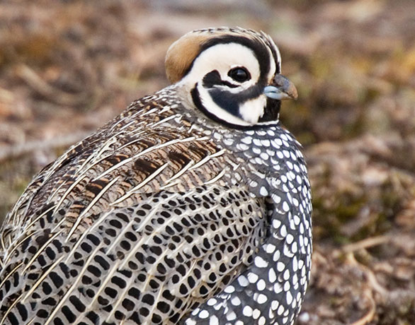 Montezuma Quail Facts | Birds Facts