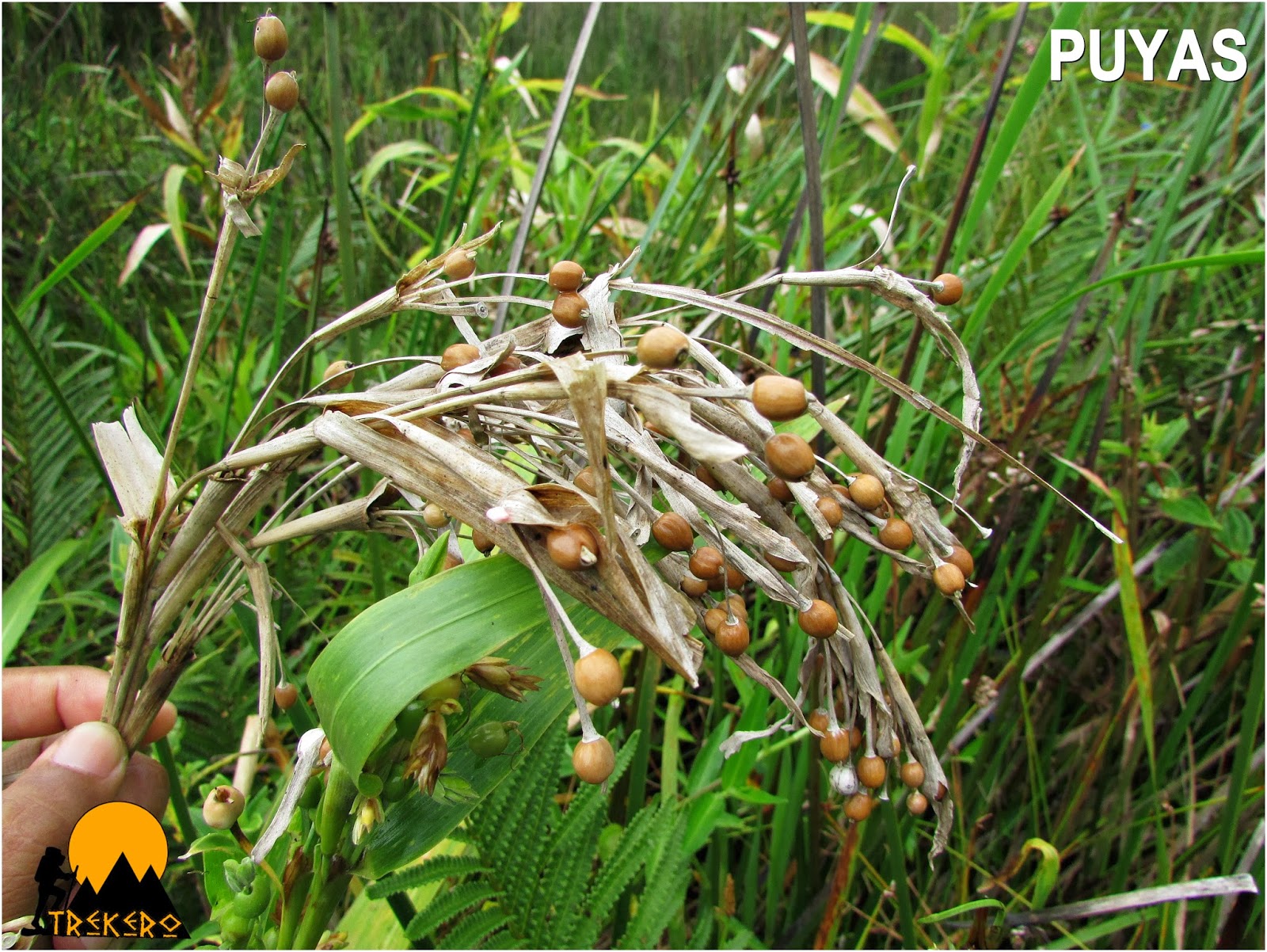 TREKERO: LAKE NAPALIT and LAKE MATA