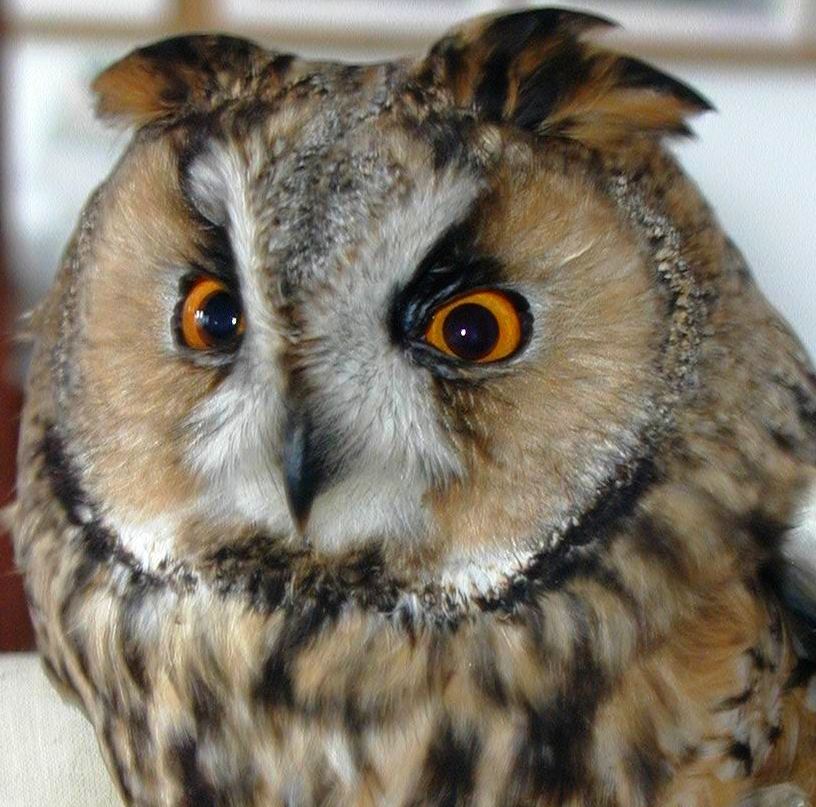 Ribeira Seca Vila Franca do Campo: Mocho ou coruja