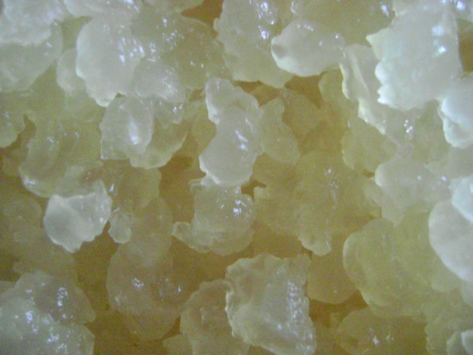 Tibetský vodný kefír,Čínska huba kombucha, tibetský mliečny kefír ...