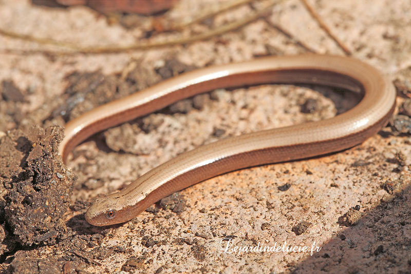 L’orvet fragile (Anguis fragilis) un ami dans le jardin!