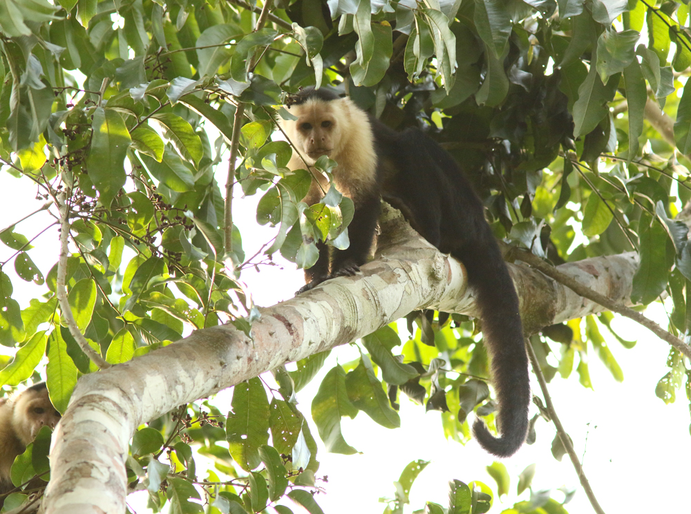 Birding Berrien and Beyond: the Monkey Hawk