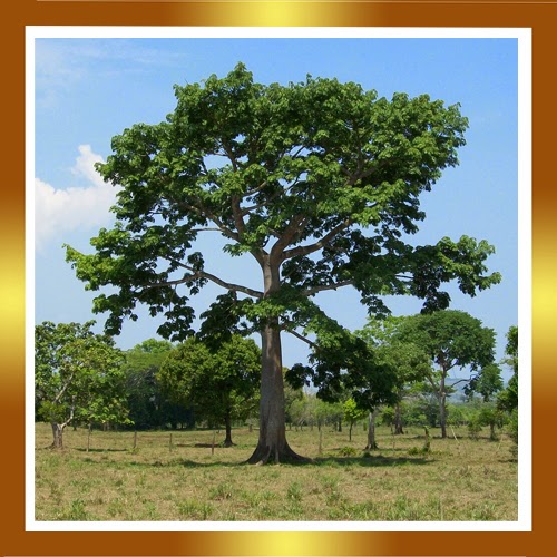 Guía del Plantabosques: LA CEIBA PENTANDRA