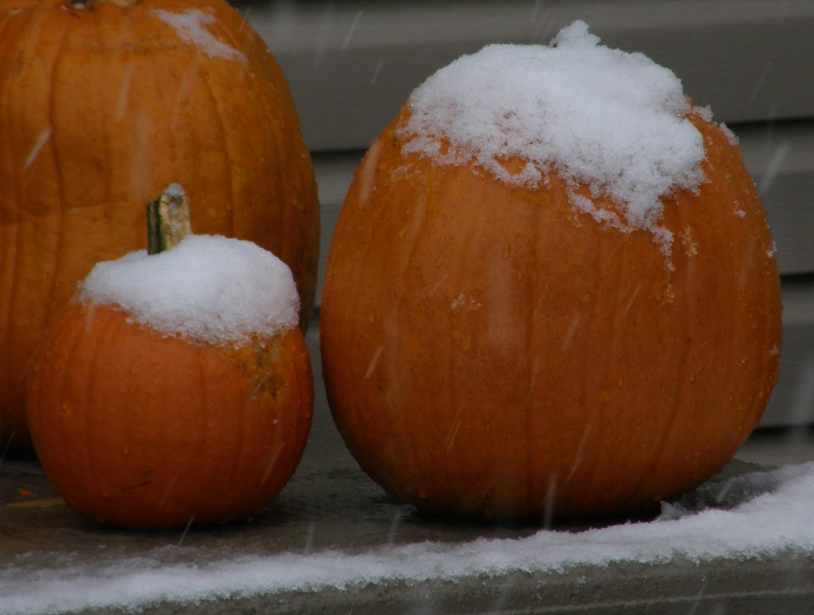 Photography 365: Day 303 - Snow on the pumpkin