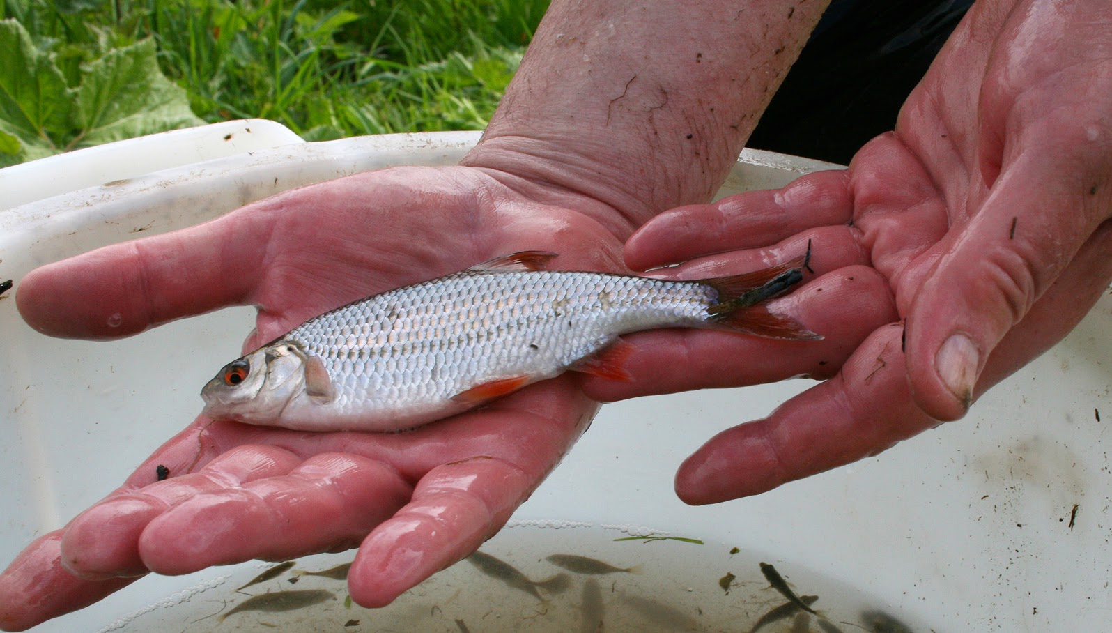 Avon Roach Project: April 2014 Roach Release