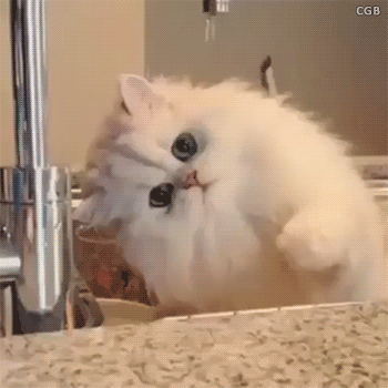 Gifs de Gatos: Gif Gatinho brincando com a torneira vazando
