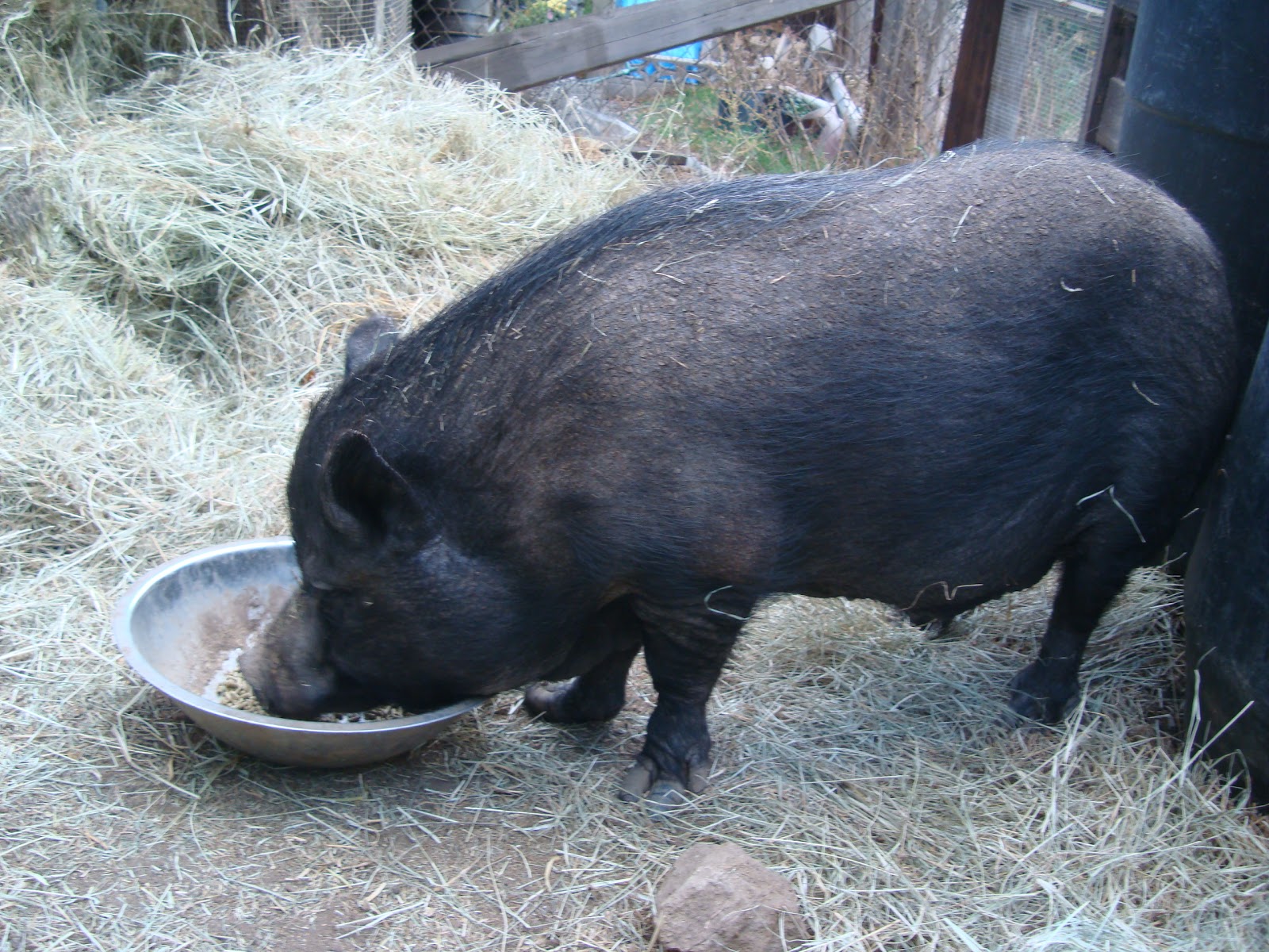 Voice In The Wilderness: My Pal Otis (the pot-bellied pig)