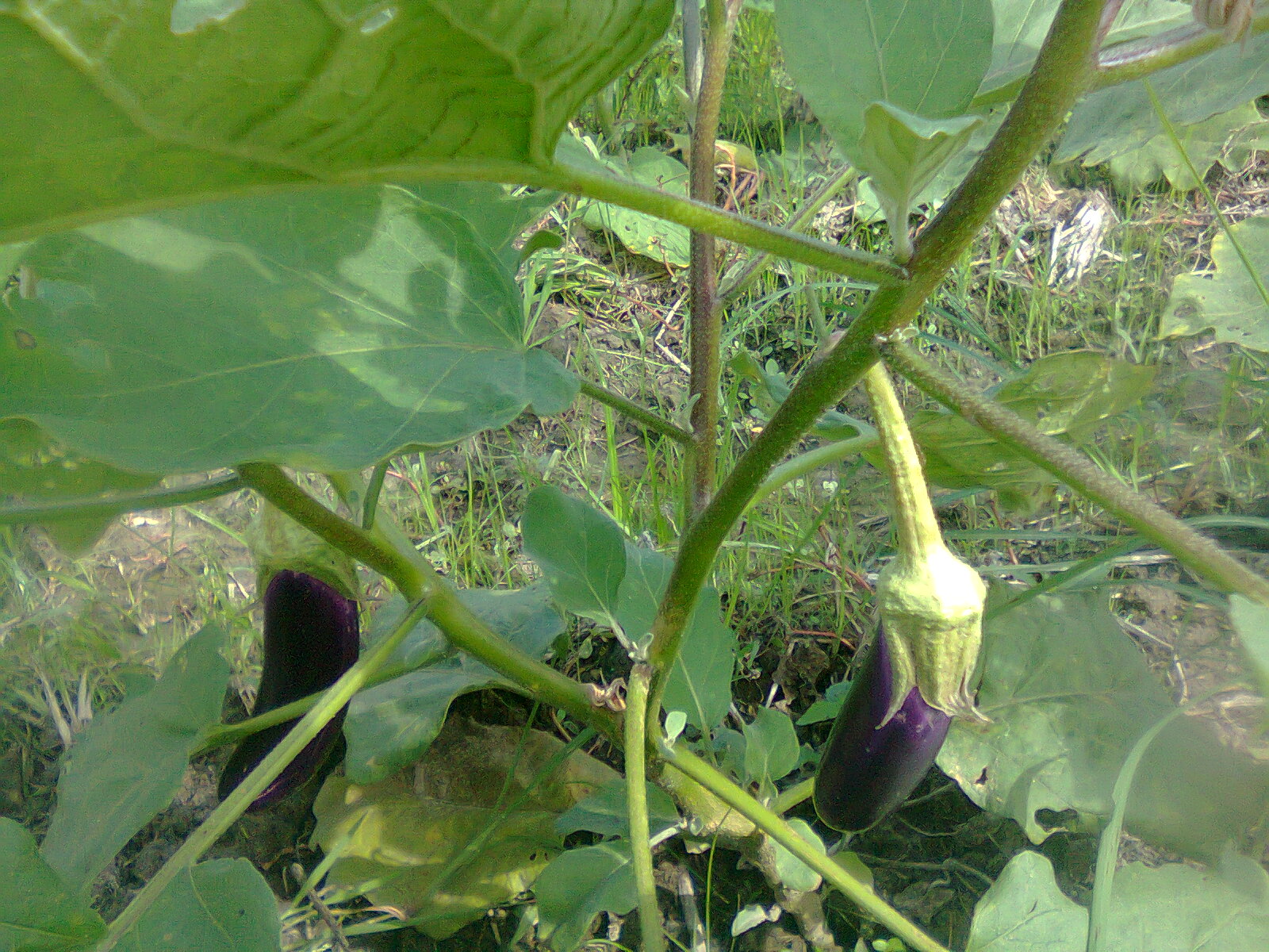 4 Langkah Perawatan Dalam Budidaya Terong Ungu - Guru Ilmuan