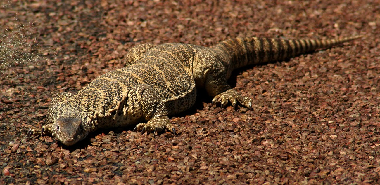 Images by Christine Walsh: Monitor Lizards (Goannas)
