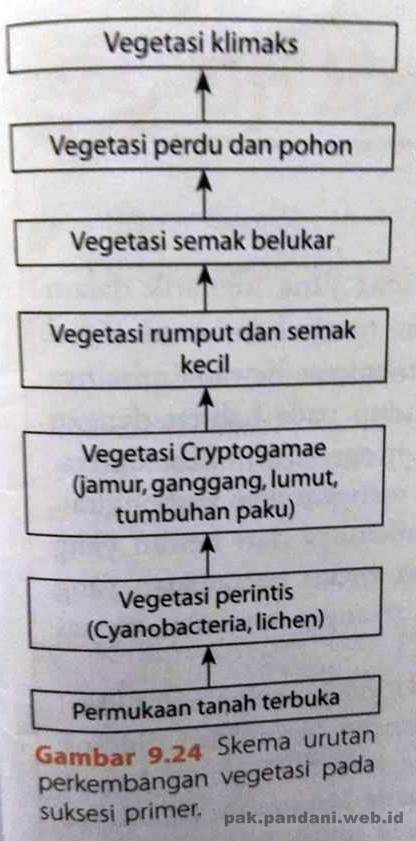 Gambarkan urutan perkembangan vegetasi pada suksesi primer - Blog Pak ...