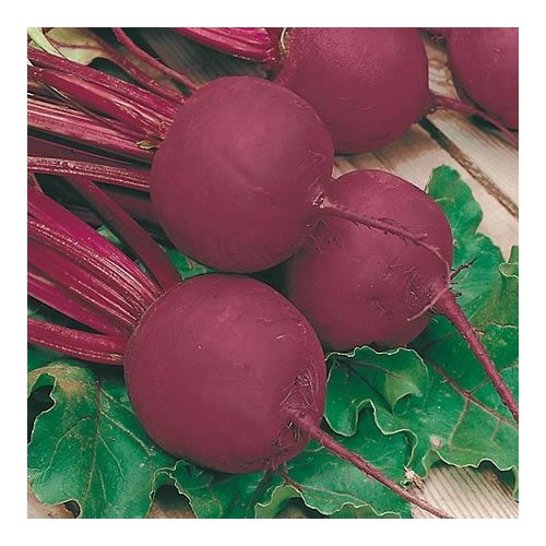 LJEKOVITO BILJE I LIJECENJE BILJEM: LJEKOVITO BILJE: Cvekla (Beta vulgaris)