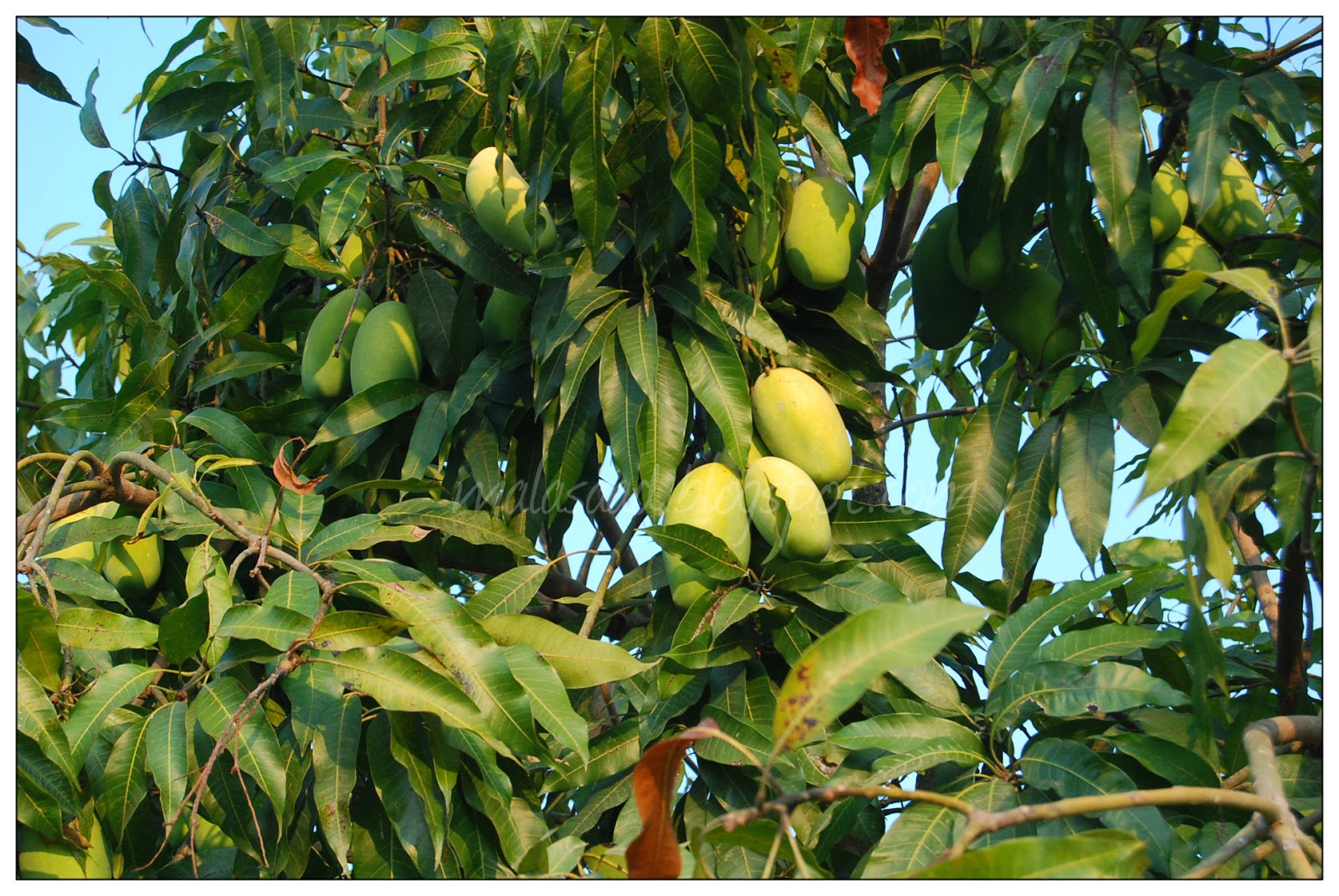 My Green Eye's: My Pelam Sala - 2