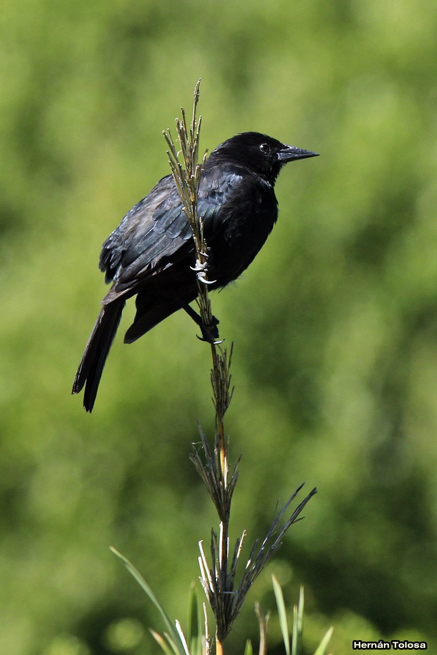 Aves de Argentina: Tordo patagónico (Curaeus curaeus)