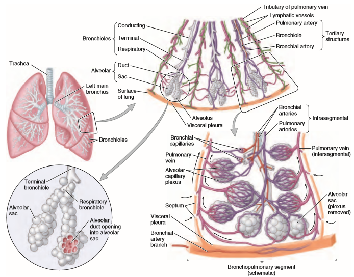 Toraks Kavitesine Genel Bakış ve Akciğer Anatomisi