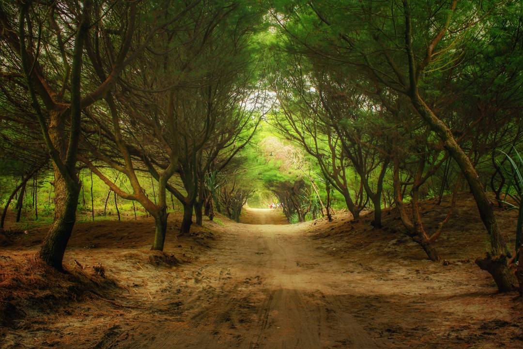 Pantai Cemara Sewu Bantul - Perumperindo.co.id