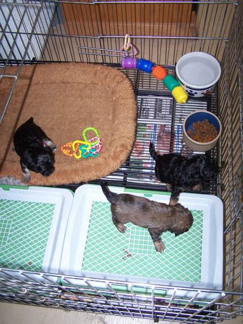 PW dog blog: Cavapoos-Four Weeks Old