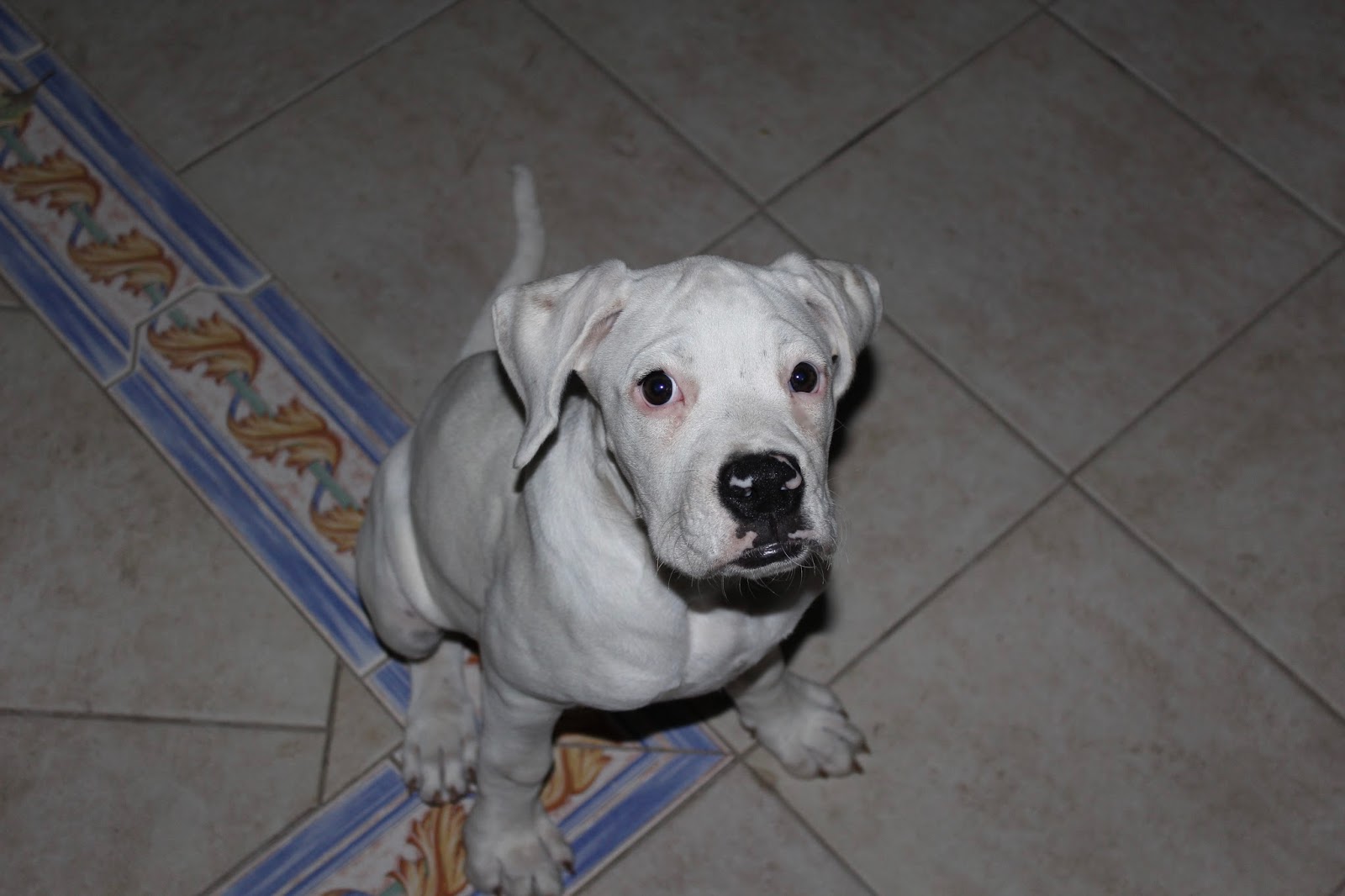 La vida de un bóxer: Cuidado de los ojos del bóxer