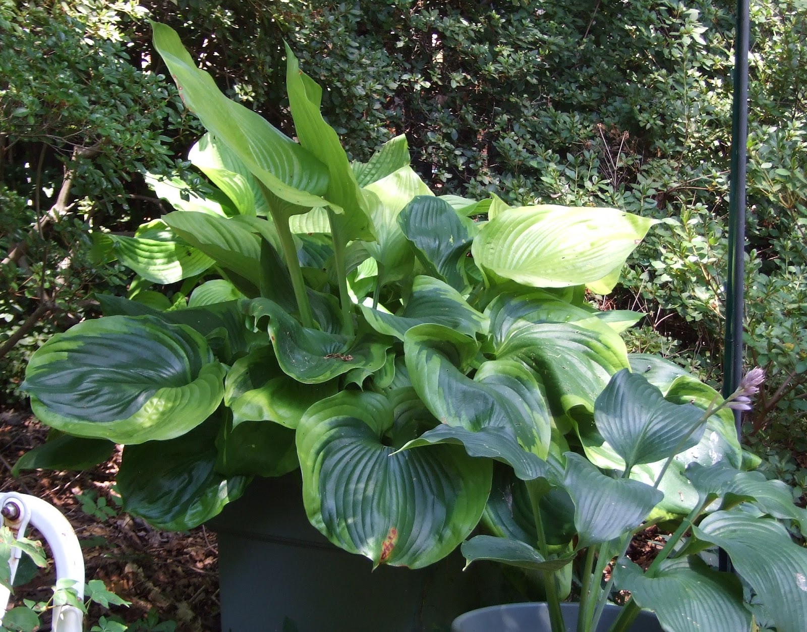 Meg’s Wildlife Sanctuary and Boot Camp: Hosta collection
