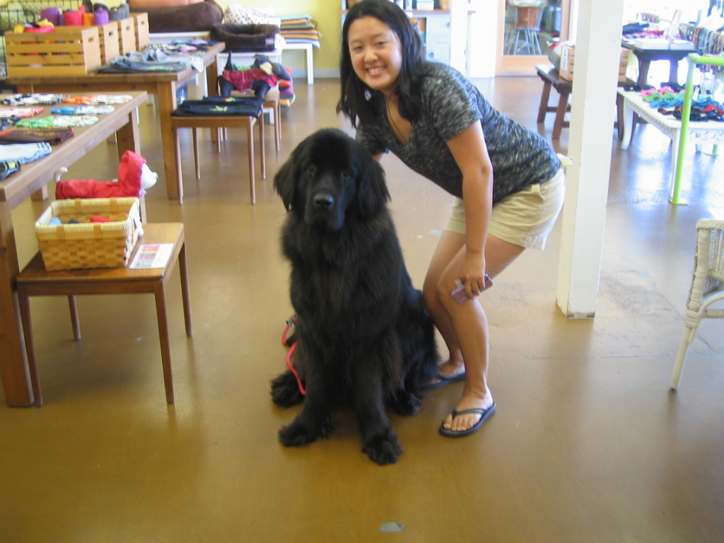 venicepets: TODAY'S CUSTOMER: MINI - NEWFOUNDLAND