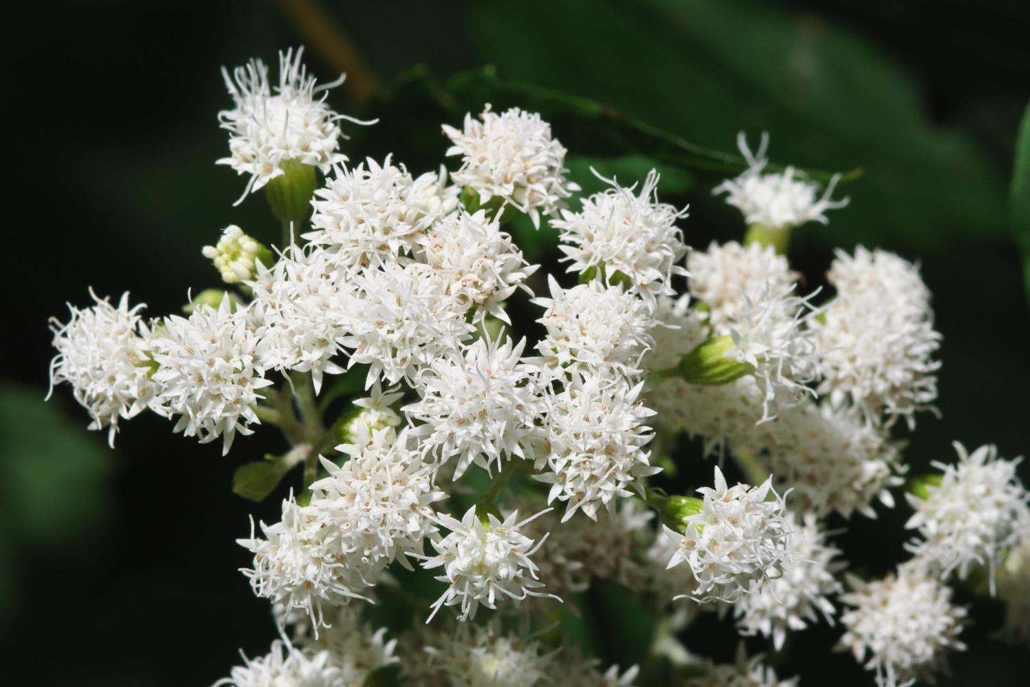 Top Rank World Top 10 Most Poisonous Plants In The World top-rank-world-top-10-most-poisonous-plants-in-the-world