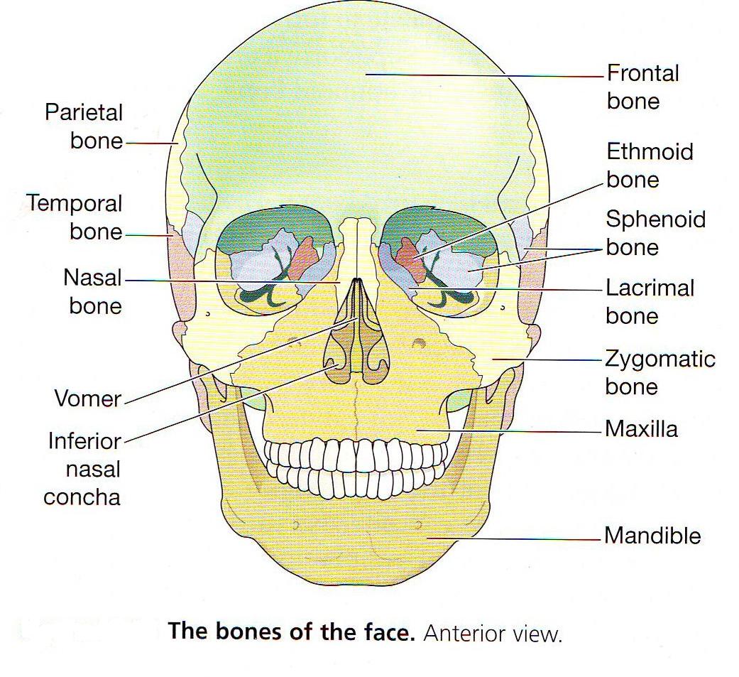 Mr Scott Nguyen Anatomy Class Mr Scott Nguyen Anatomy Class