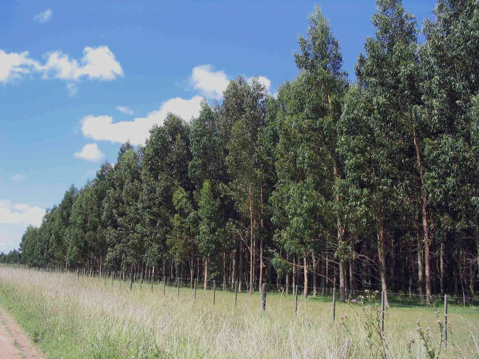 Dia Mundial Forestal: mayo 2013