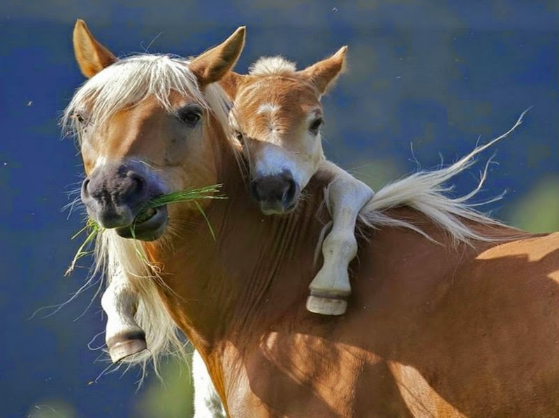 White Wolf : 17 Beautiful Photos of Animal Moms With Their Babies