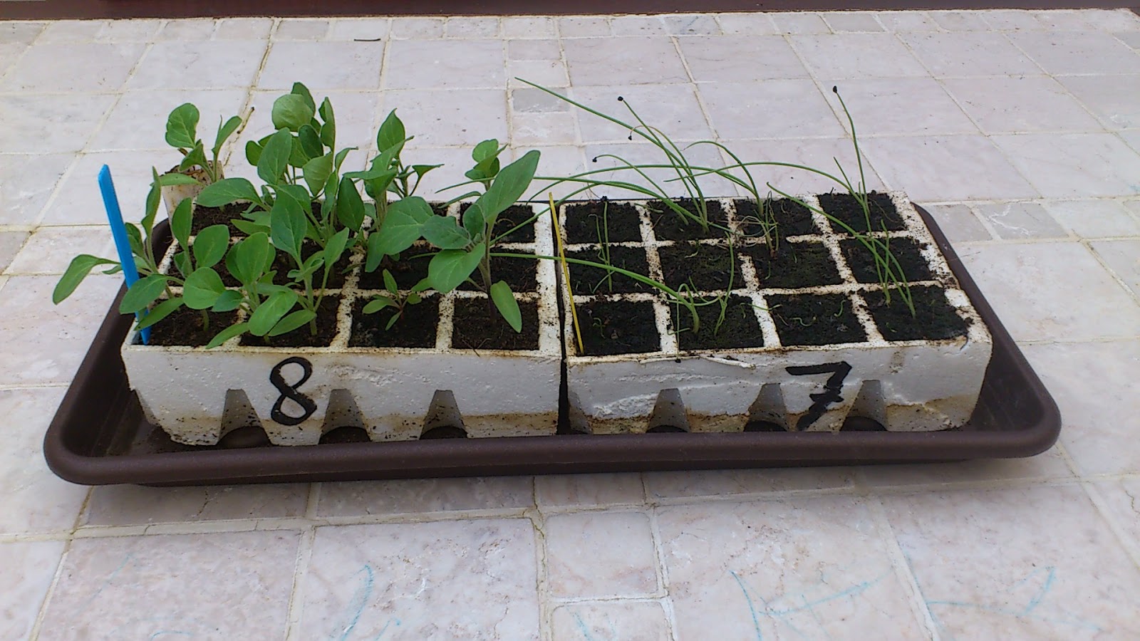 La terraza de Gerión: Semilleros: Promesas de vida