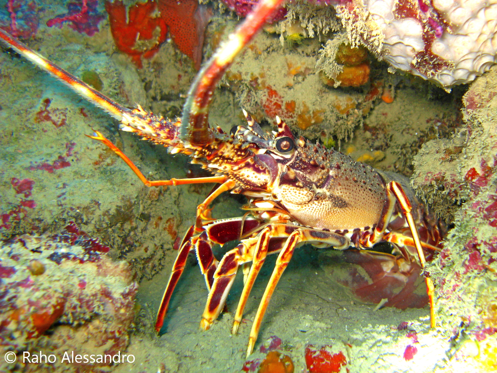 Necton e Plancton: Crostacei: Aragosta