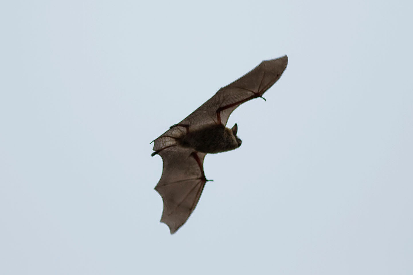 Ann Brokelman Photography: Little Brown Bat at Ashbridges Bay April 21 ...