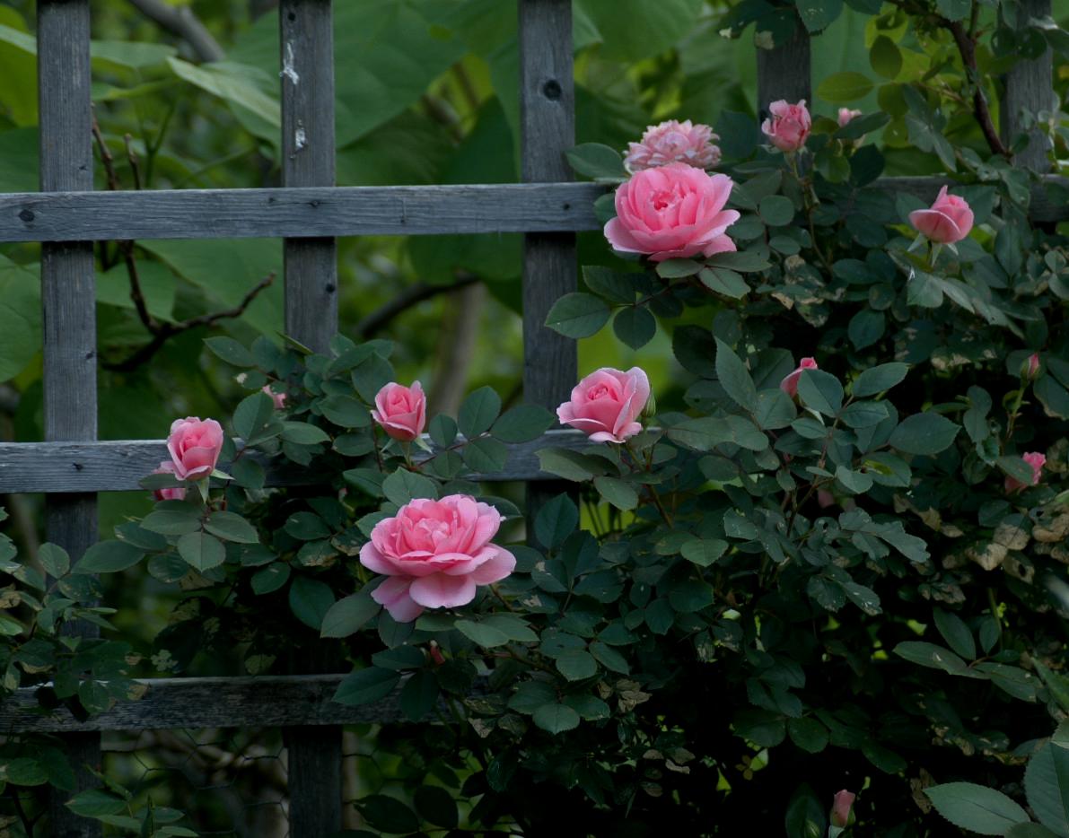 Roche Fleurie Garden: The Best Canadian Rose Breeder