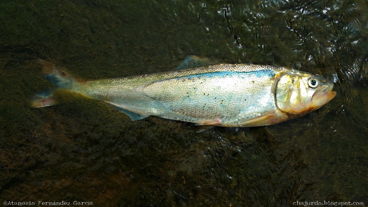 DESDE MI CHAJURDO: El sábalo, una especie olvidada en la Red Natura 2000