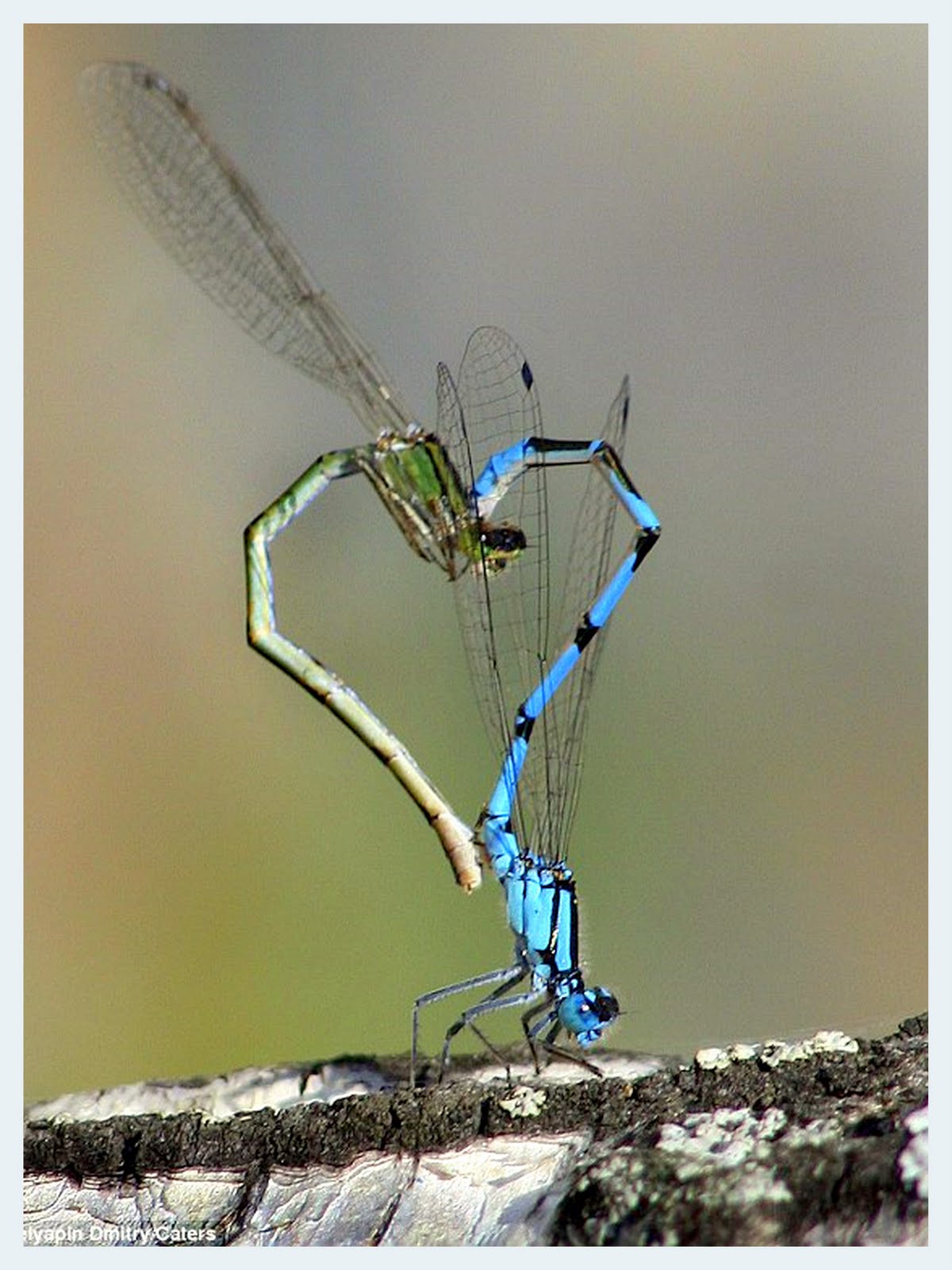 Mãe Gaia: Para uma doce libélula