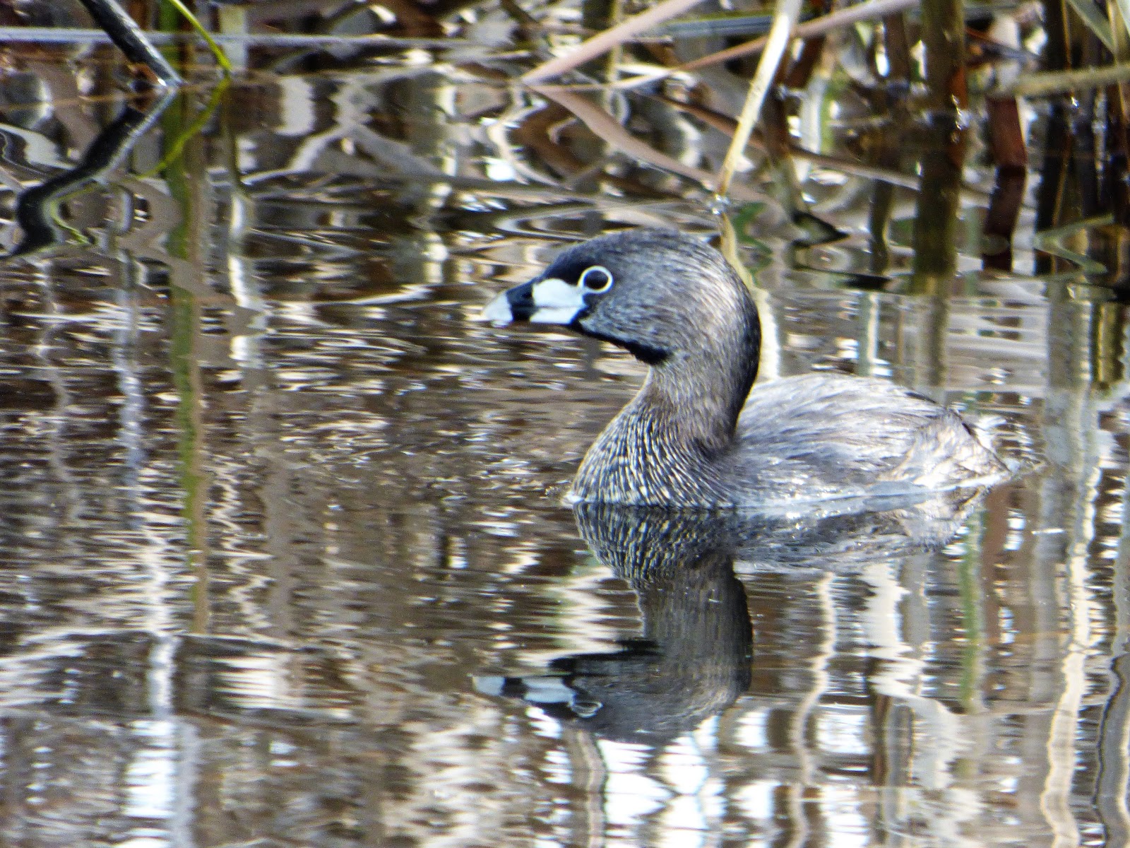 Geotripper's California Birds: For Pi Day, A Pied-billed Grebe at the ...