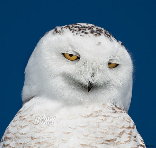 ezhan-artwork: Bila Haiwan Tersenyum Riang