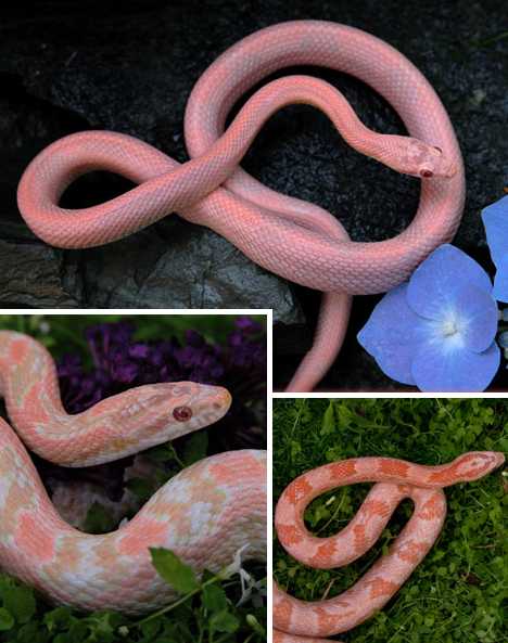 Hewan yang berwarna pink