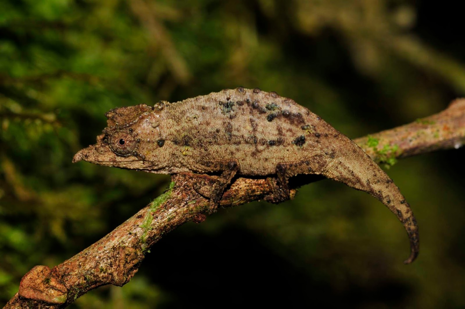 Species New to Science: [Herpetology • 2013] Palleon gen. nov. • A New ...