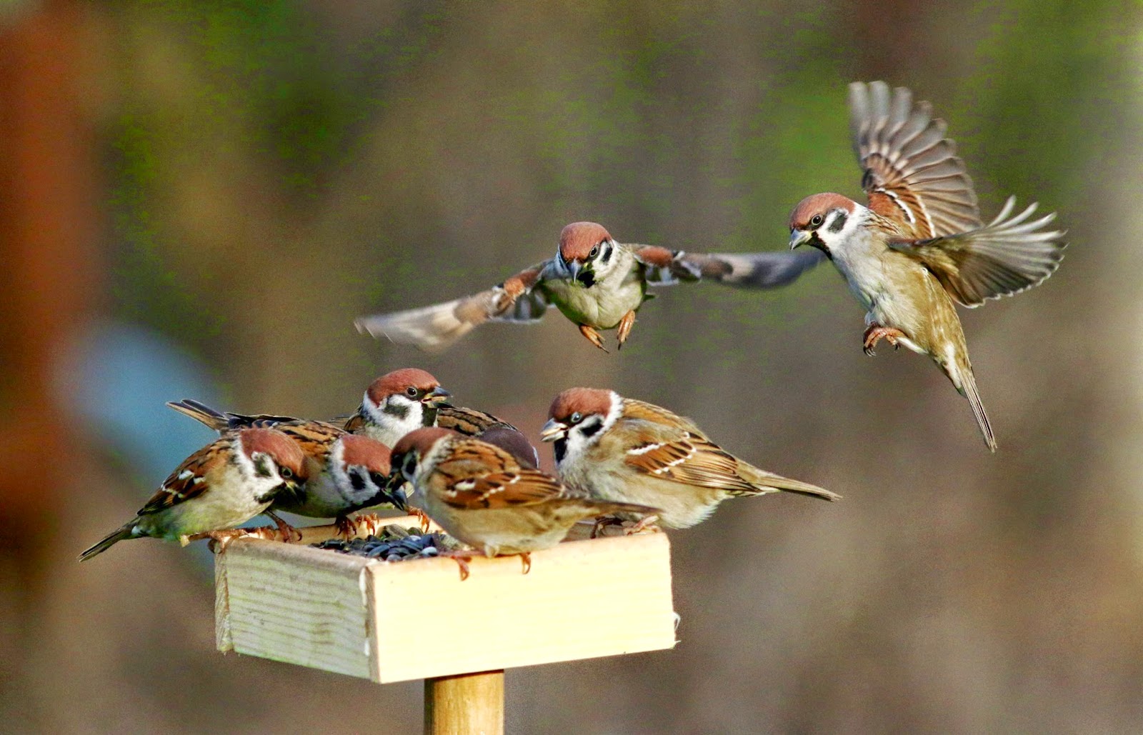 NAŠE ZAHRADY: Vrabec domácí a vrabec polní. V Česku si jej můžeme ...