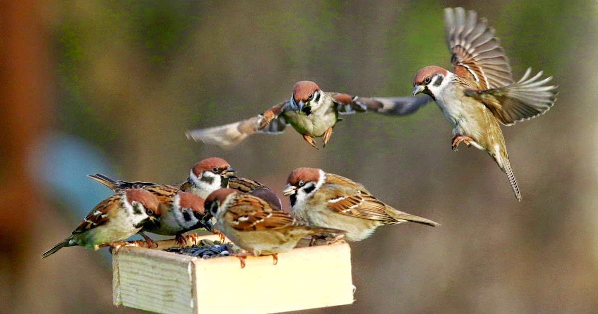 NAŠE ZAHRADY: Vrabec domácí a vrabec polní. V Česku si jej můžeme ...