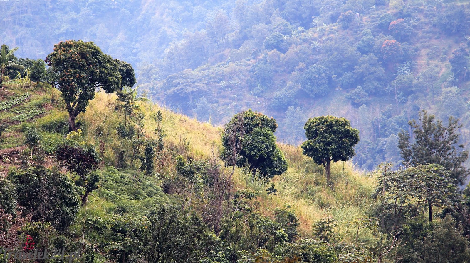 Jamajka. Co zobaczyć? Informacje, ceny, wycieczki, opinie o wyspie.