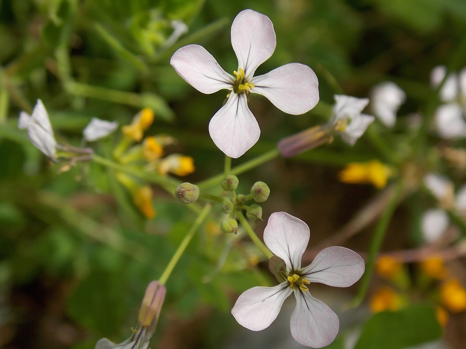 Raphanus raphanistrum L. subsp. raphanistrum