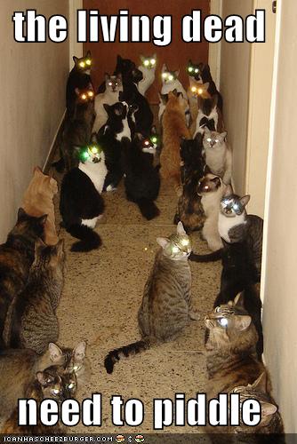 Funny Animals: Funny Dead Cats