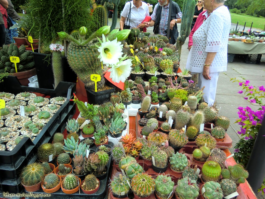 Lithops Stories: Cactus & Succulent Market in Essen (33 pics)